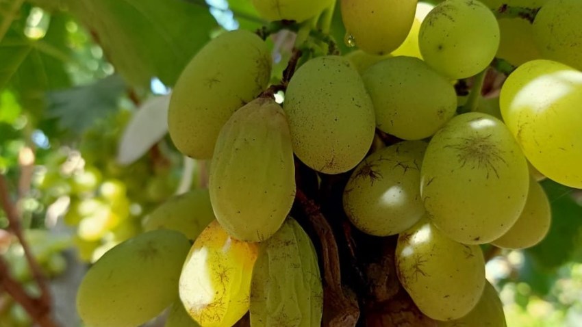 Botrytis - Agricultural Solutions