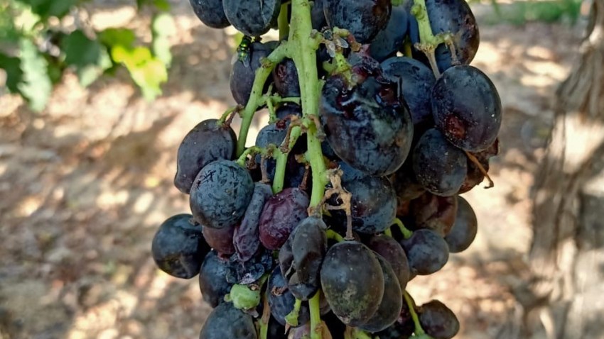 Botrytis - Agricultural Solutions