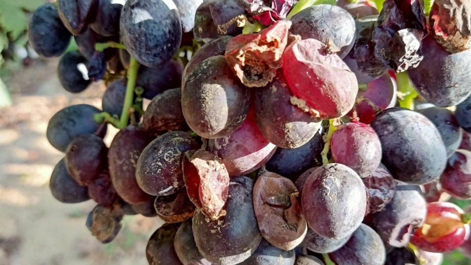 Botrytis - Agricultural Solutions