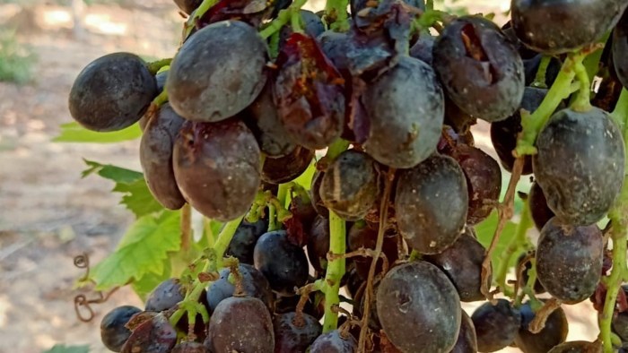 Botrytis - Agricultural Solutions
