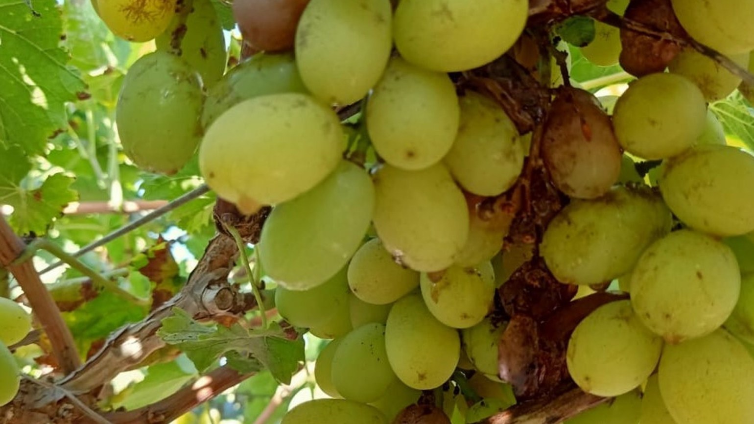 Botrytis - Agricultural Solutions