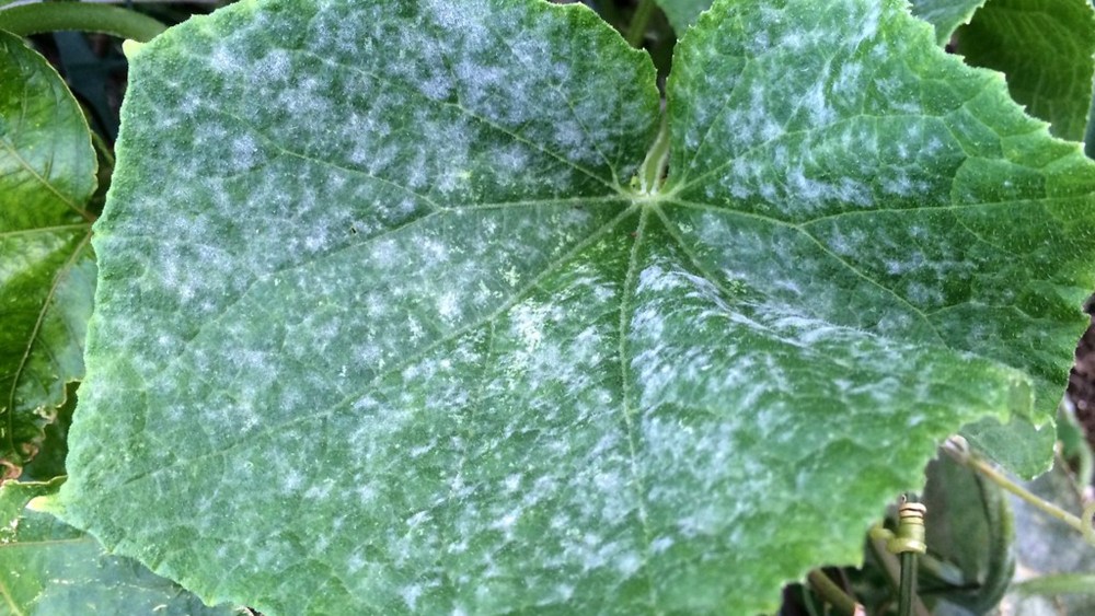 Powdery Mildew - Agricultural Solutions