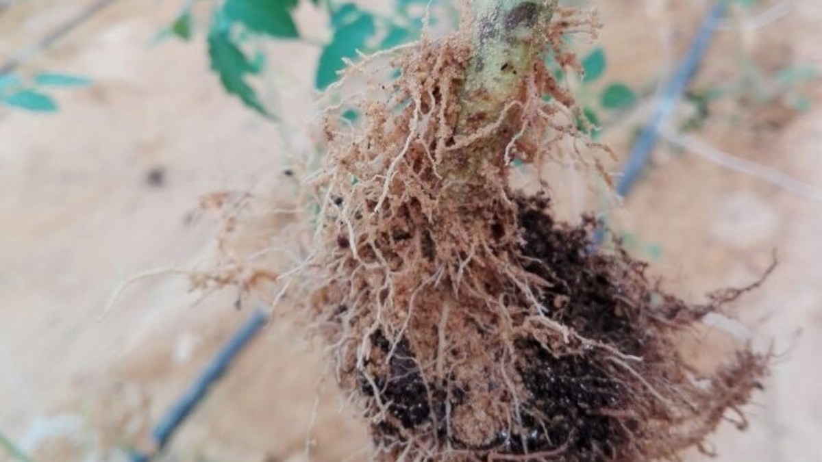 Root Rot & Soil Fungi - Agricultural Solutions