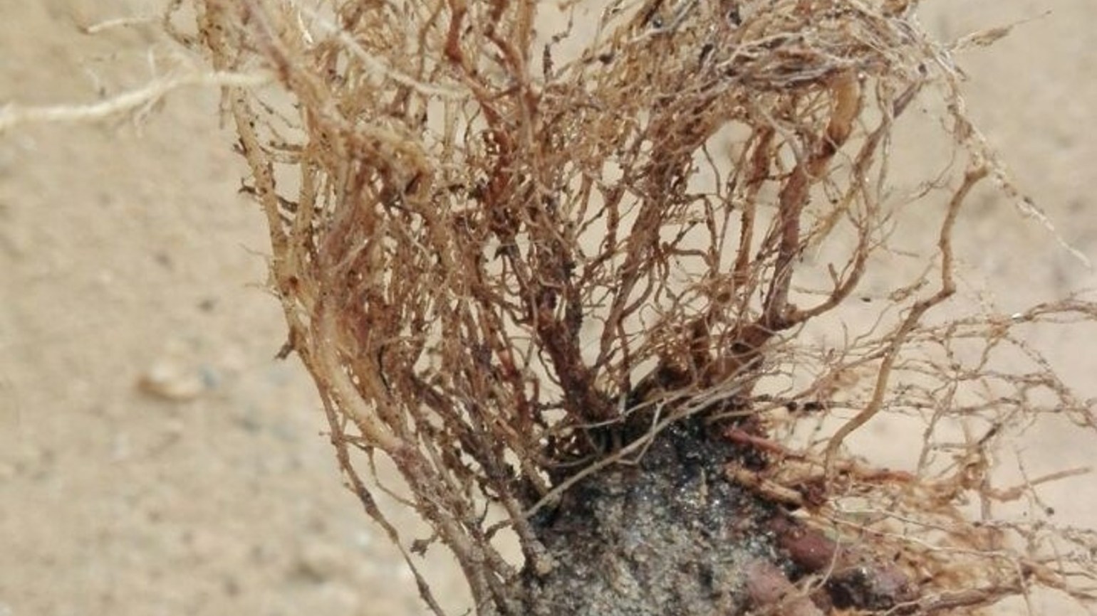 Root Rot & Soil Fungi - Agricultural Solutions