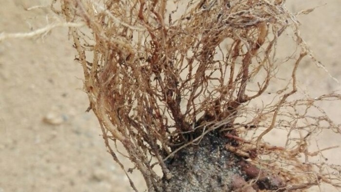 Root Rot & Soil Fungi - Agricultural Solutions