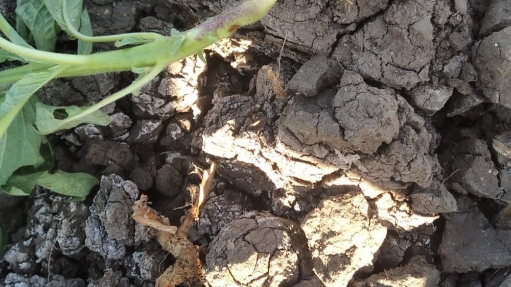 Root Rot & Soil Fungi - Agricultural Solutions