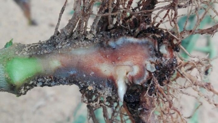 Root Rot & Soil Fungi - Agricultural Solutions