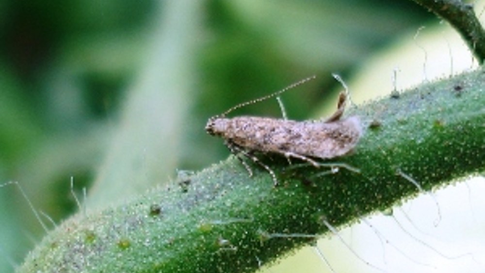 Tuta Absoluta - Agricultural Solutions