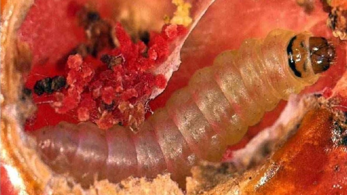 Tuta Absoluta - Agricultural Solutions