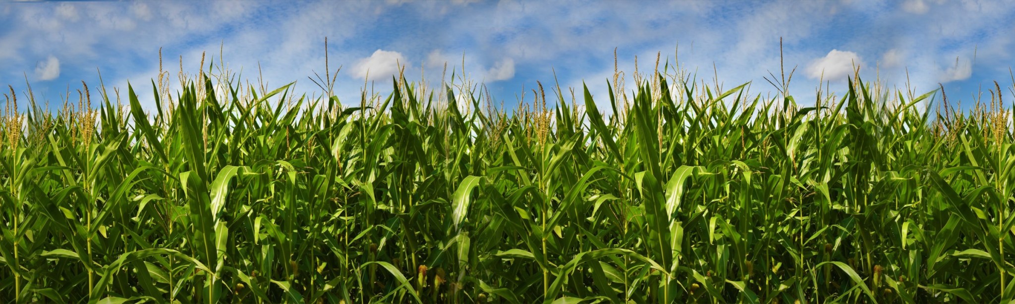 Corn - Agricultural Solutions