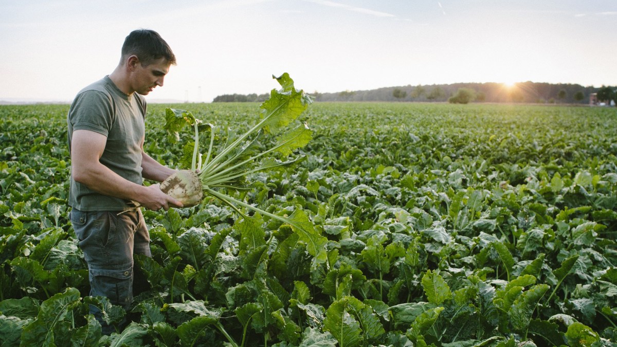 Beets - Agricultural Solutions