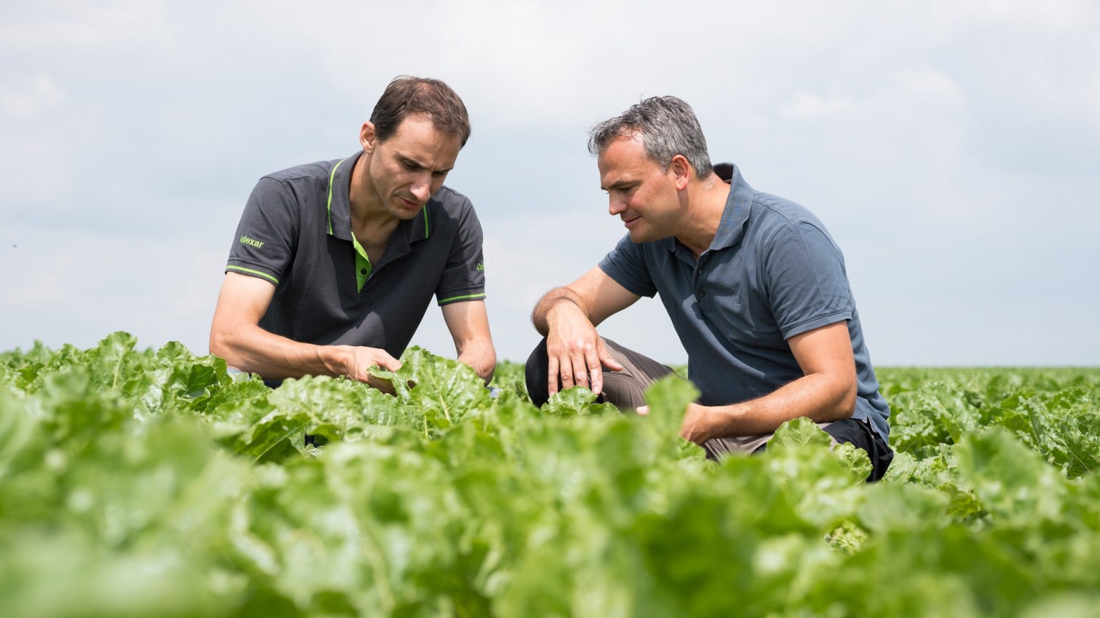 Beets - Agricultural Solutions
