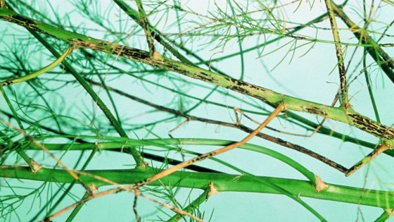 Vegetables - Agricultural Solutions