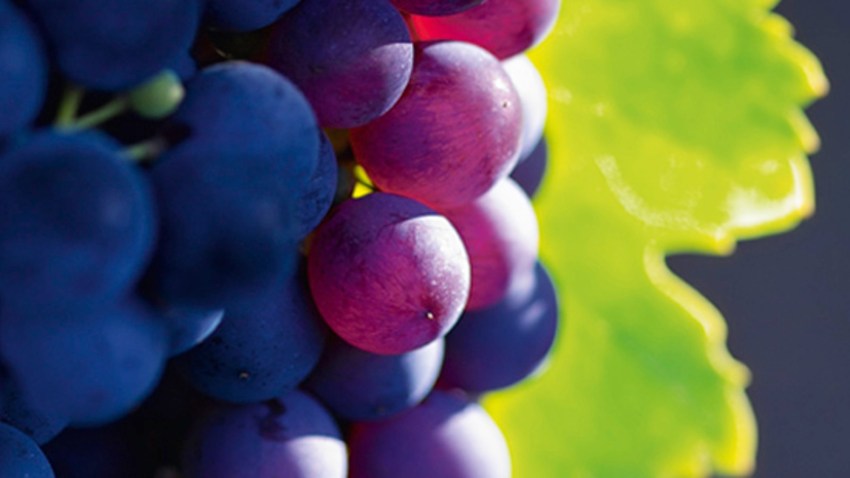 Collis® 30% SC - Agricultural Solutions