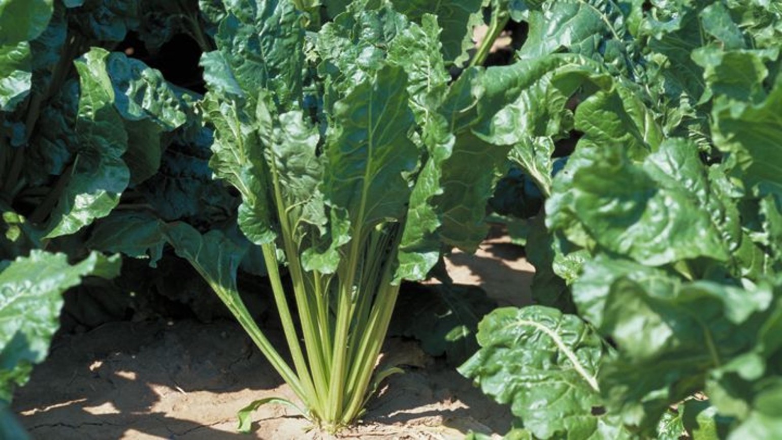 Nomolt® 15% SC - Agricultural Solutions