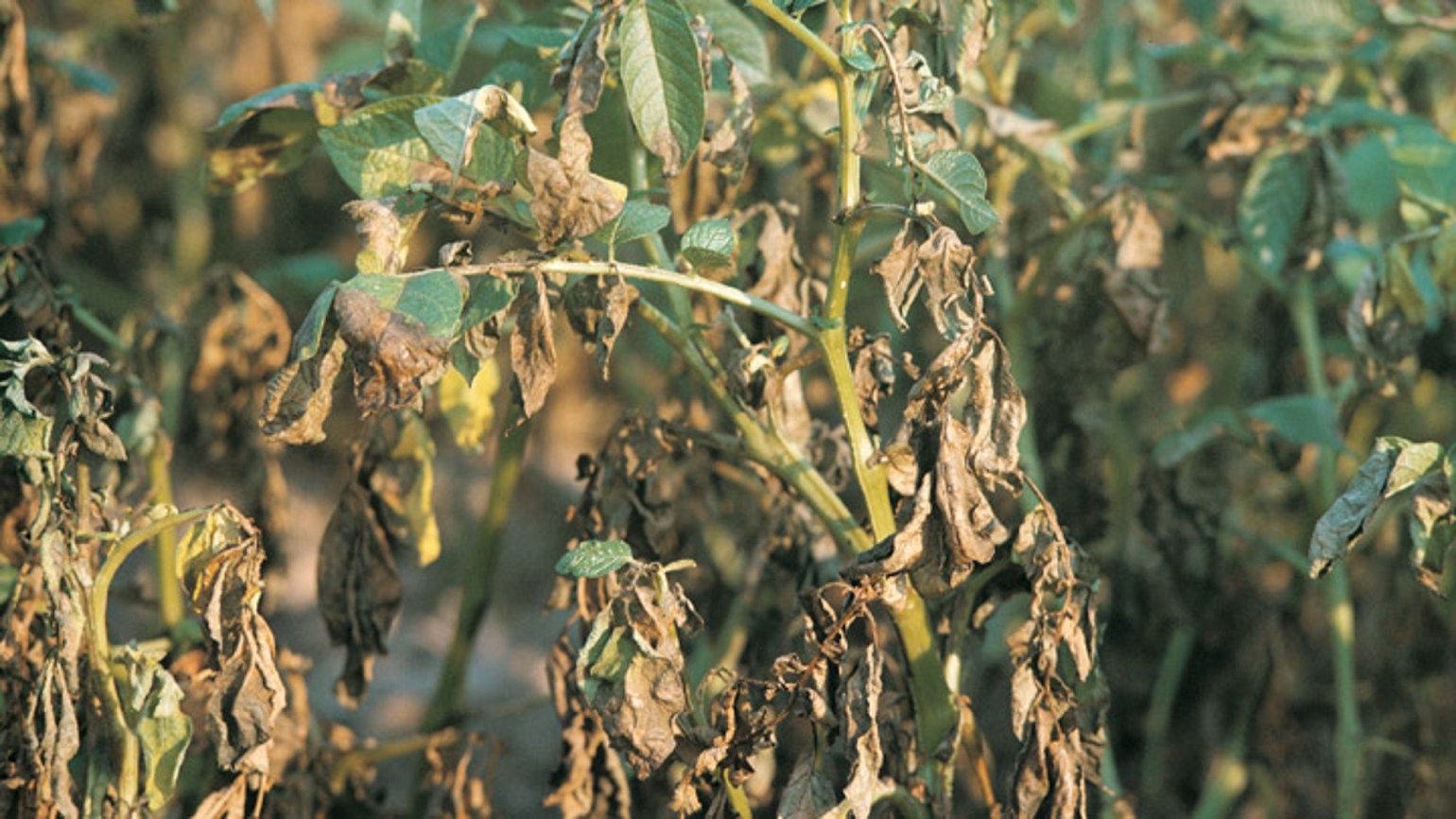 Late Blight - Agricultural Solutions